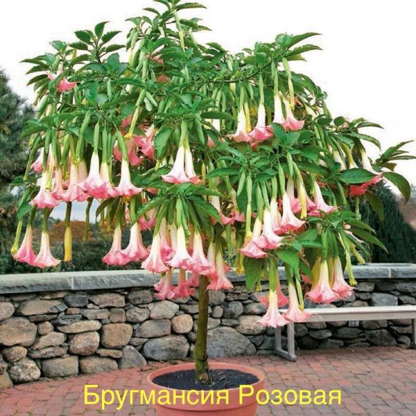 Brugmansia store